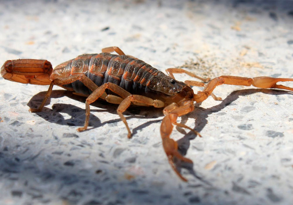 Cuidados en el hogar ante la aparición de alacranes | Revista RSALUD